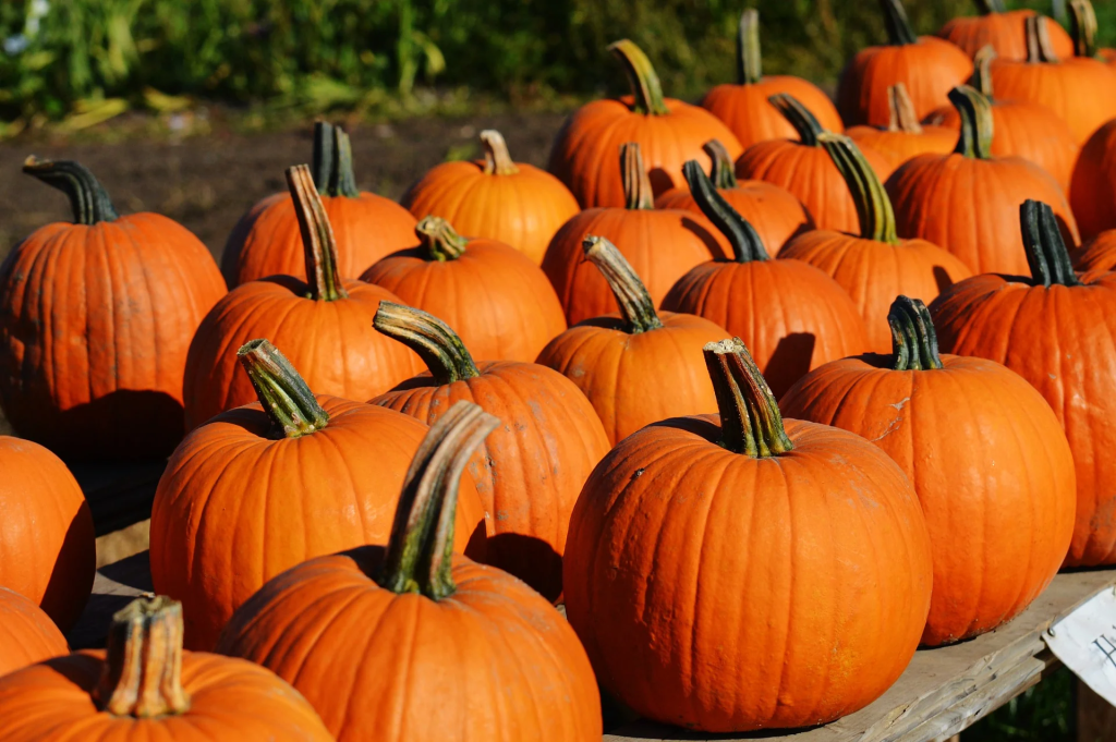 Where to Get Pumpkins Near Los Angeles | Longo Lexus
